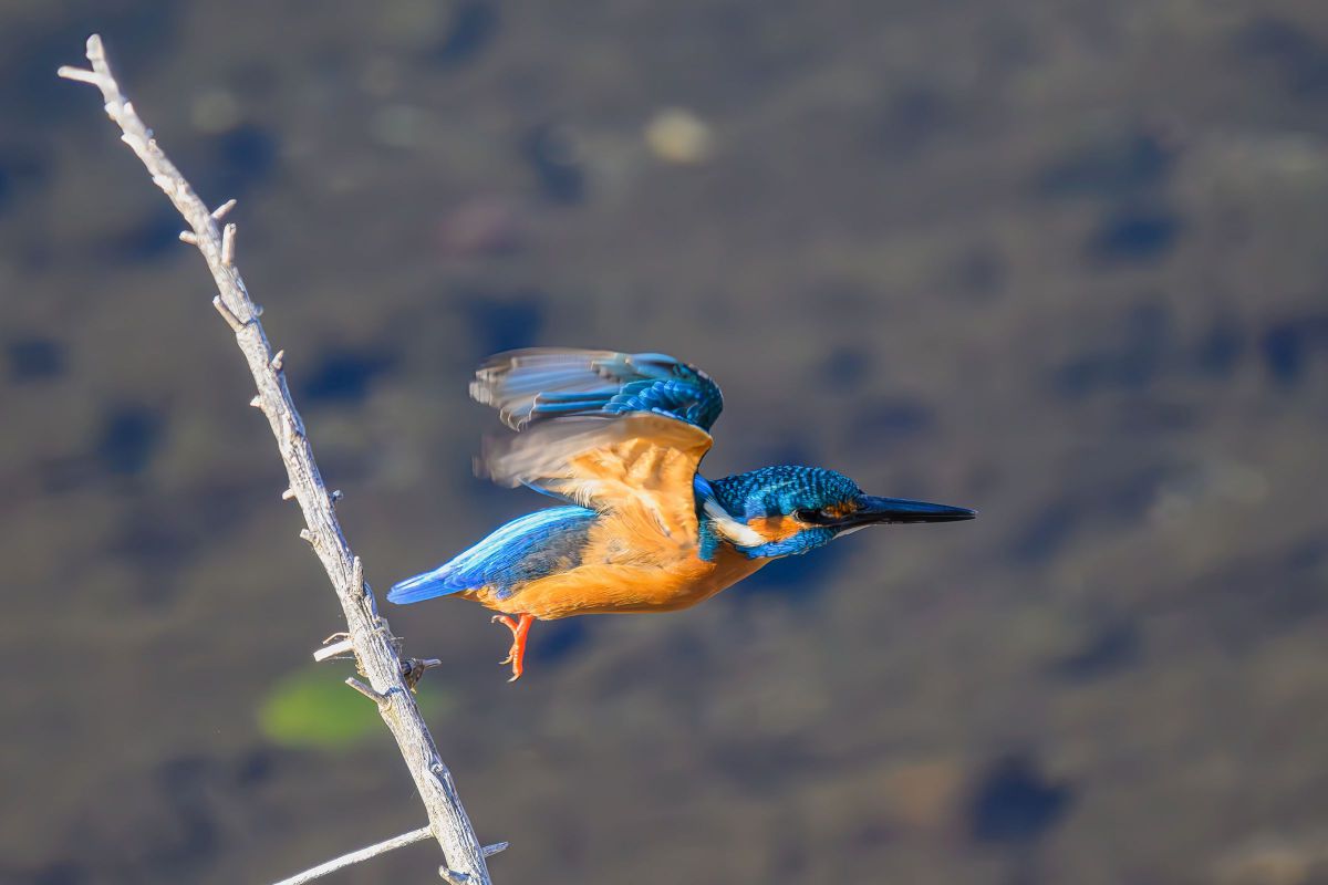 初めてのカワセミ撮影 | GANREF
