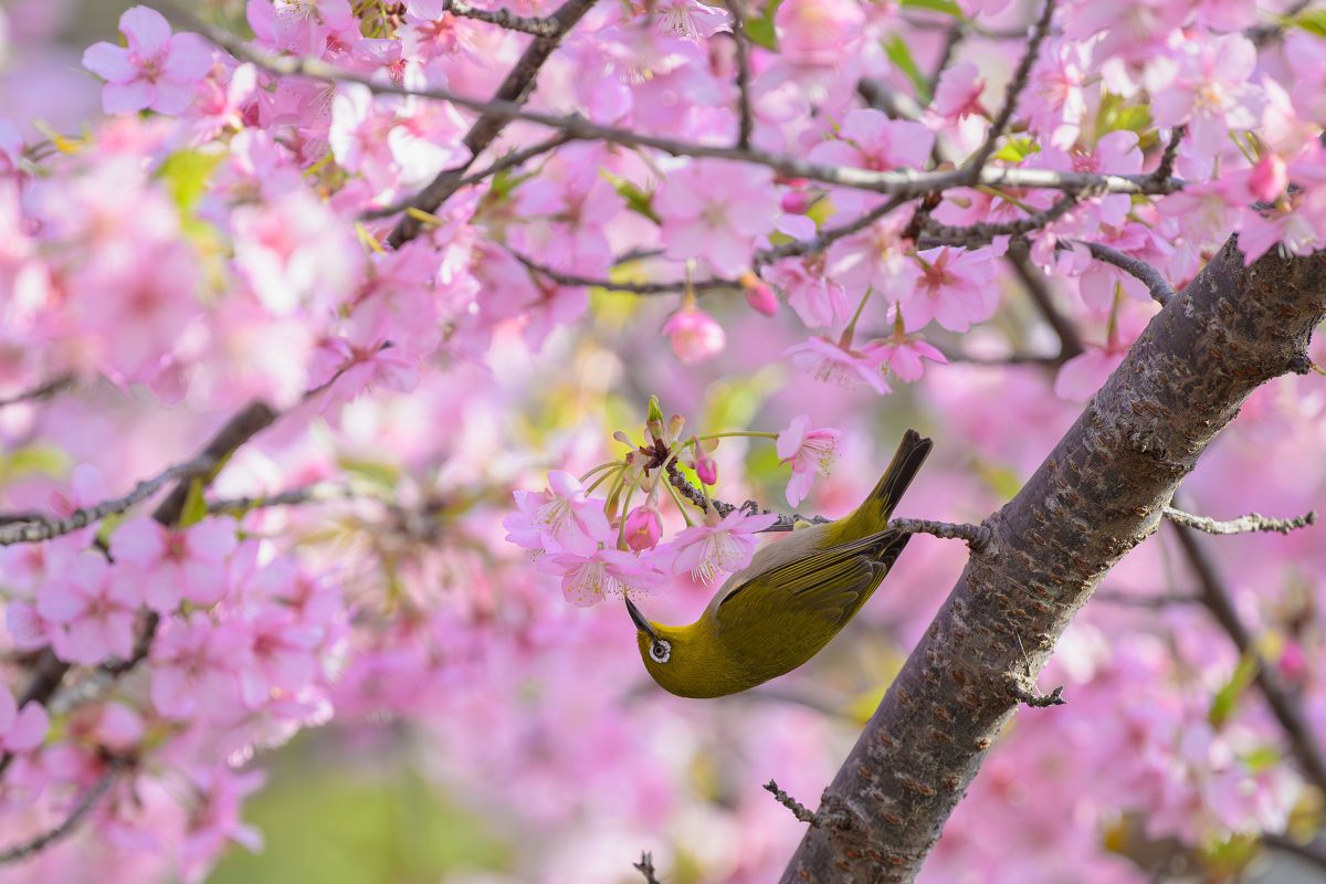 はなすい・春爛漫 | GANREF
