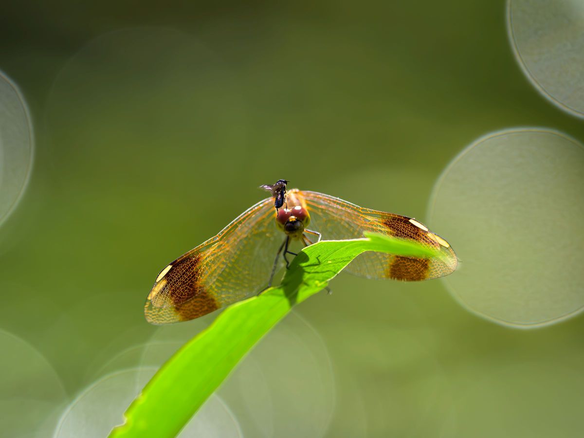 小さな奴に絡まれるミヤマアカネ その2 | GANREF