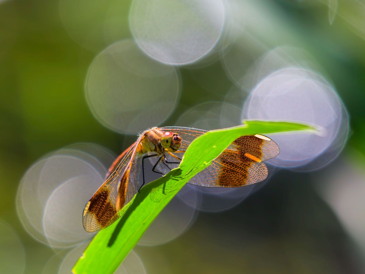 秋本番 ここは私のテリトリー | GANREF