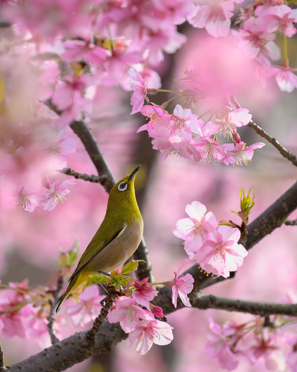 「はなつゆ」が欲しくって・・・。 | GANREF