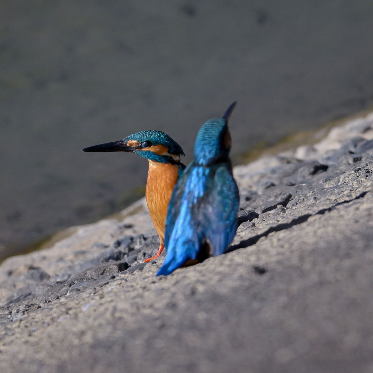 一触即発！・・・睨み合いは続く。 | GANREF