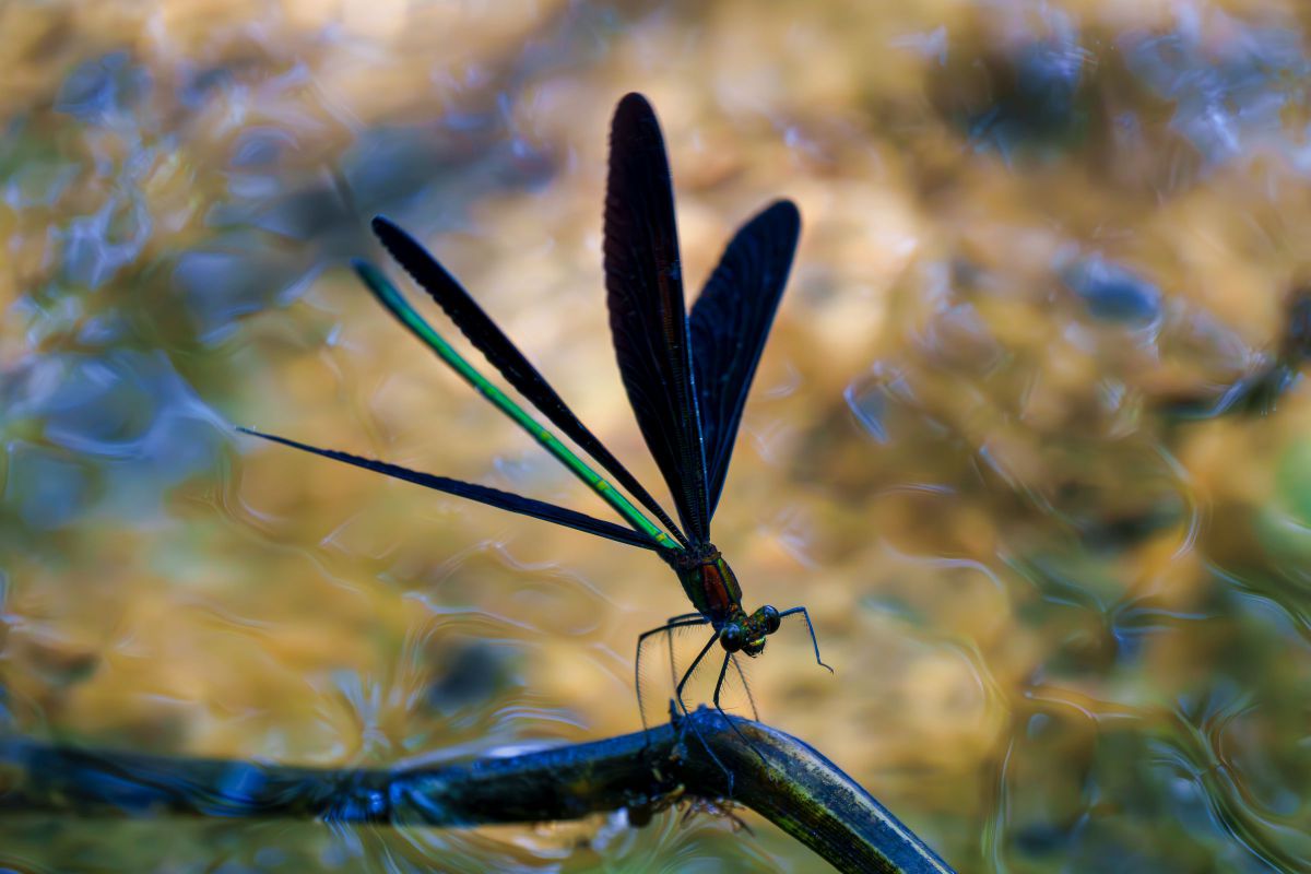 シコ踏みも「お任せあれ‼️」 【ハグロトンボ】 | GANREF