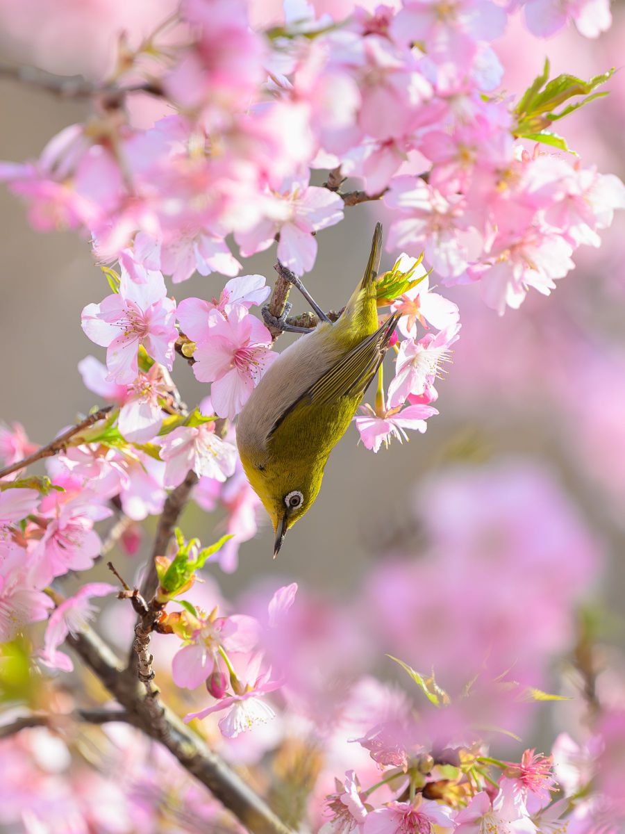 あたたかな春が来た。 | GANREF