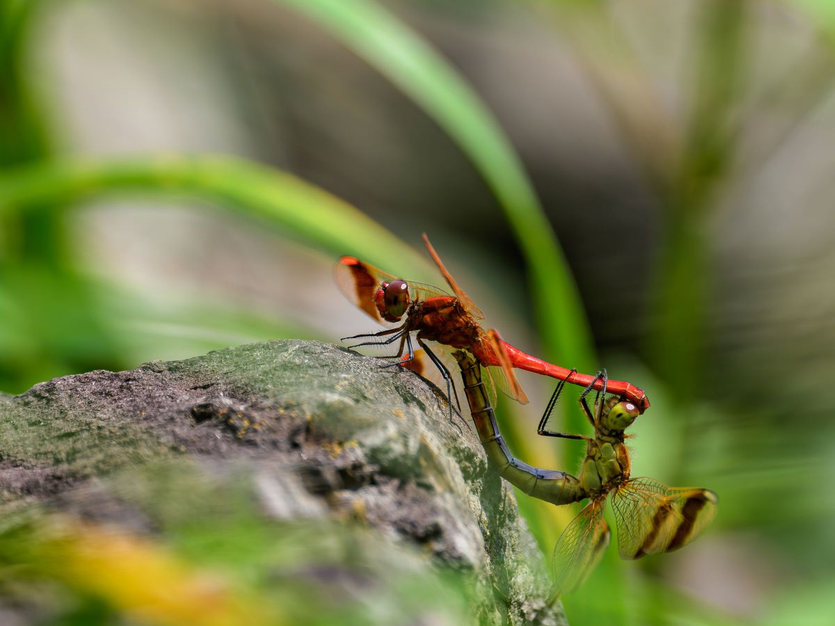秋・Love while rock climbing （2） | GANREF