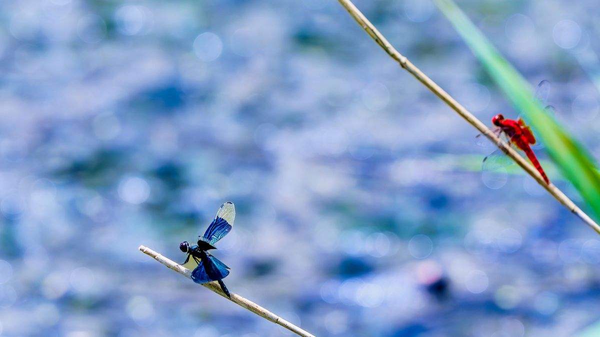 真夏の競演 青 VS 赤 | GANREF