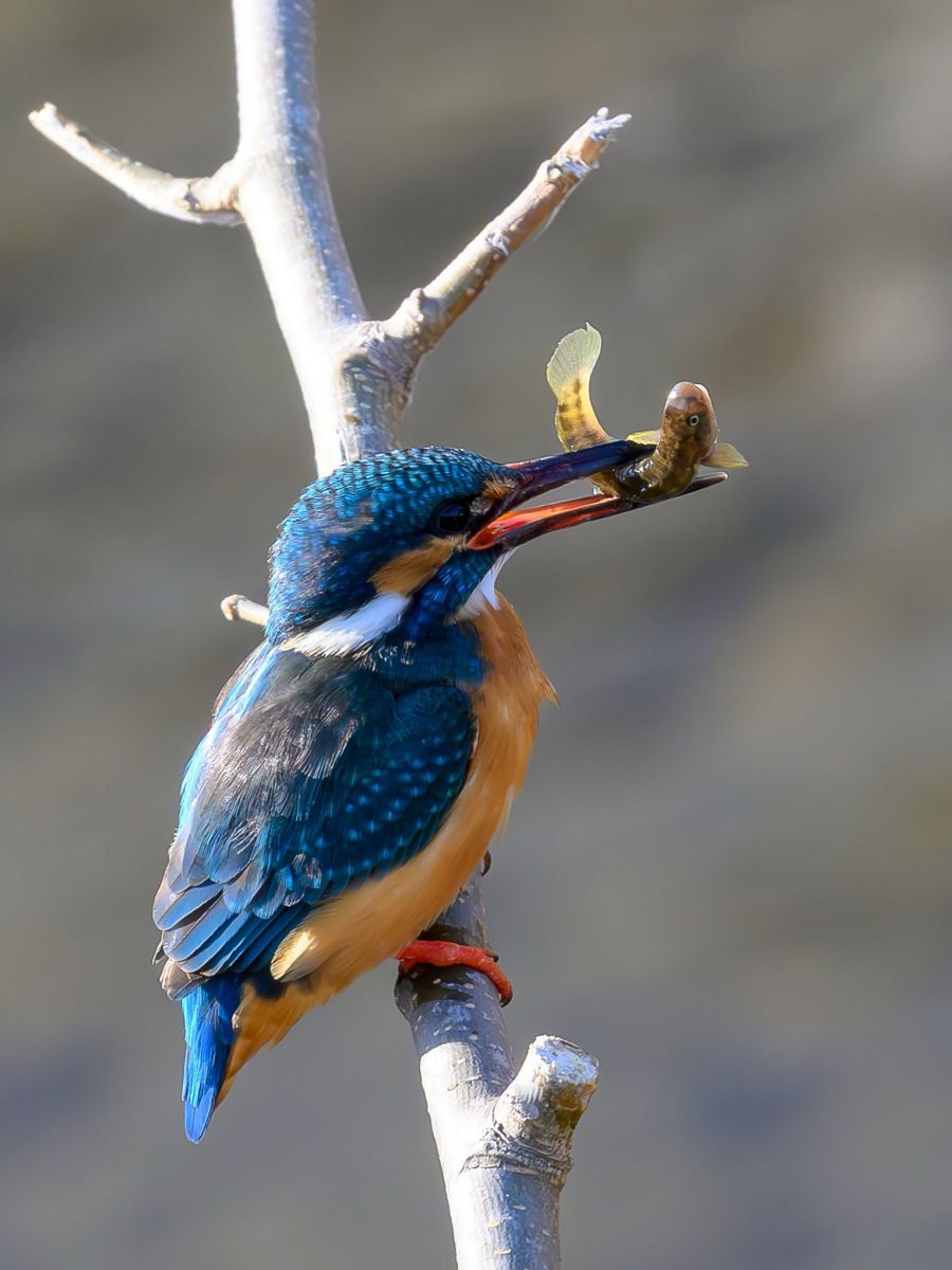 寒い冬は、たくさん食べなくちゃ。 | GANREF
