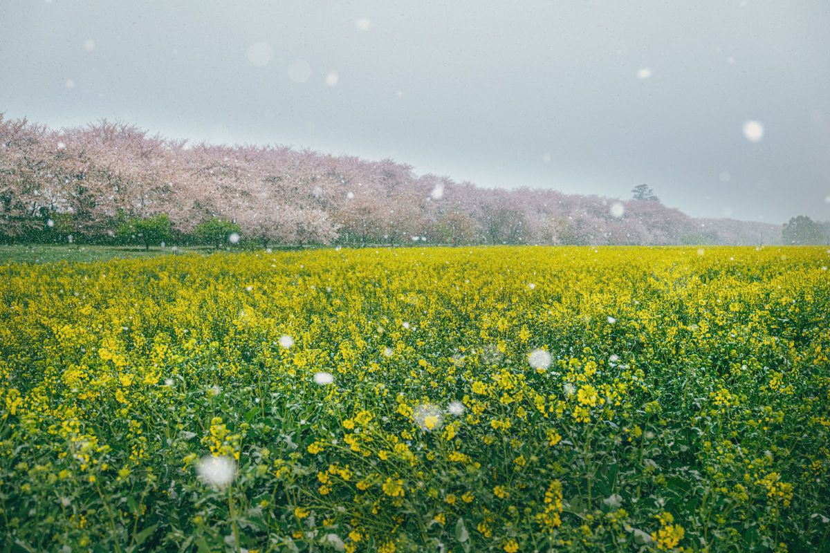 Spring Snow | GANREF
