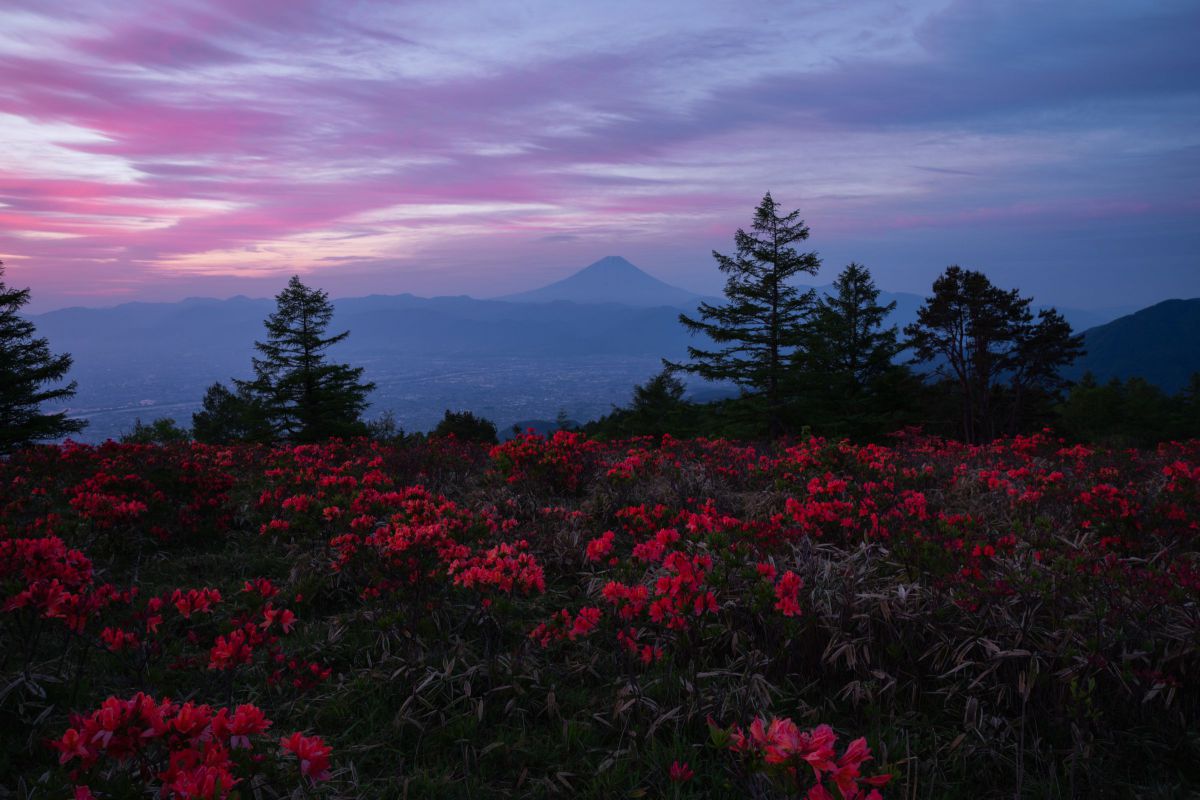 Morning Red | GANREF