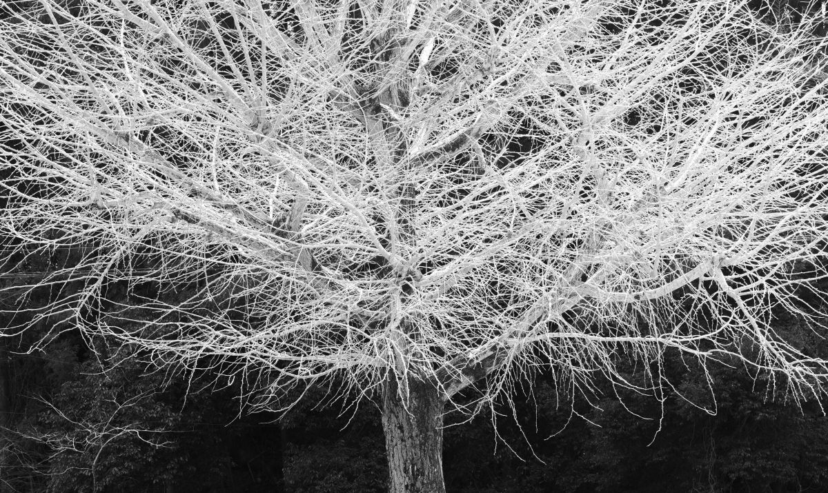 Glowing tree | GANREF