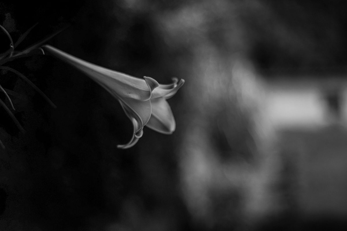 ひっそりと | GANREF