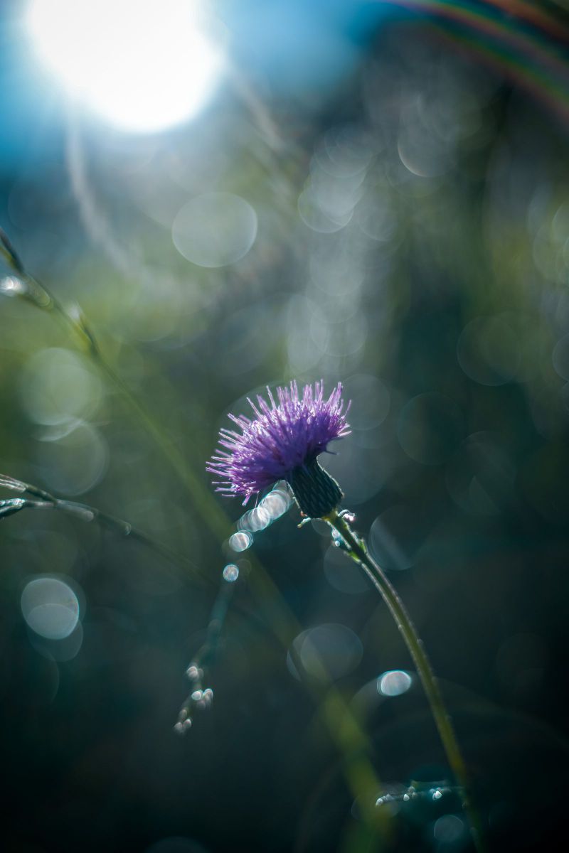 雨上がりの朝 | GANREF