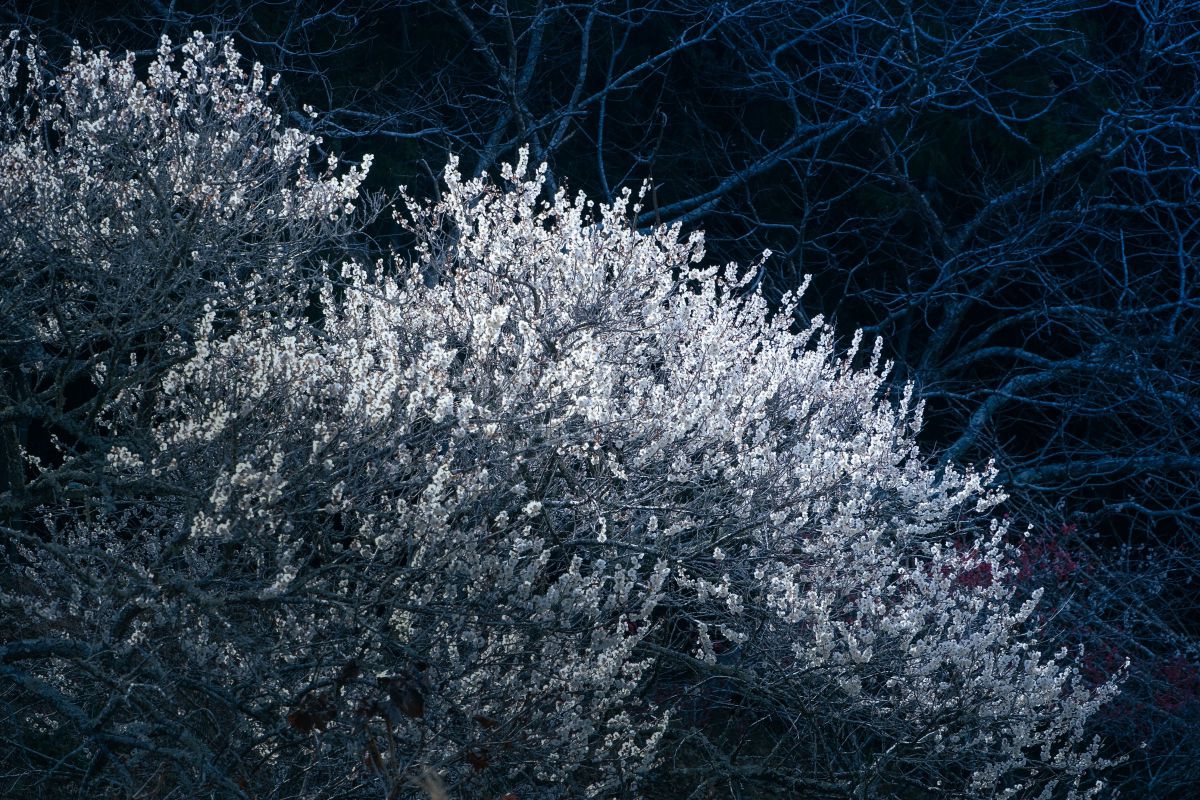 日差しを浴びて | GANREF