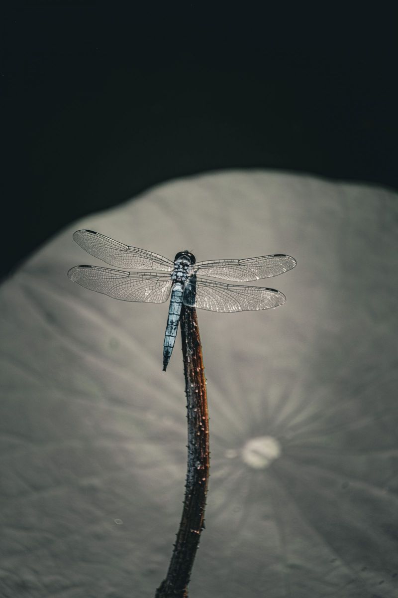 ひとやすみ | GANREF