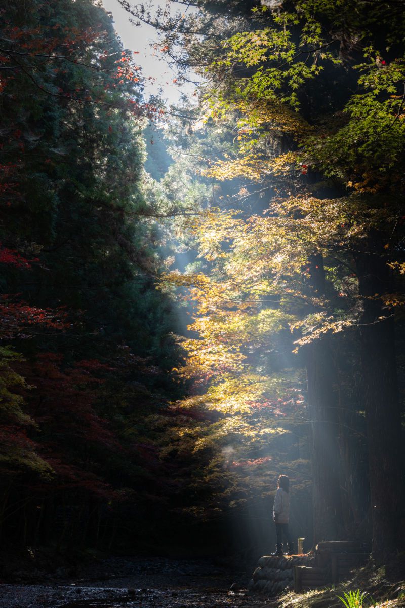 雨上がりの森にて | GANREF