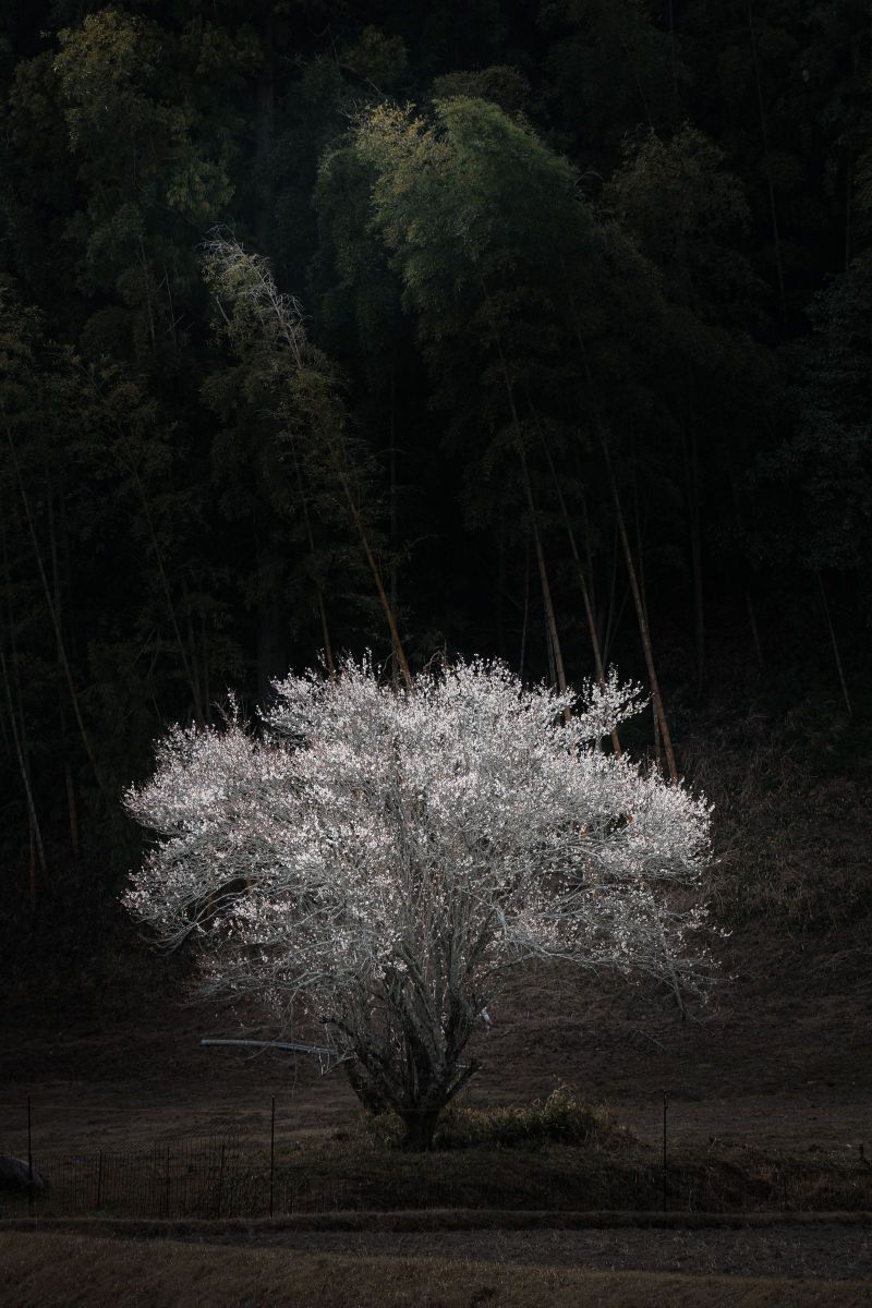 早春の一本梅 | GANREF
