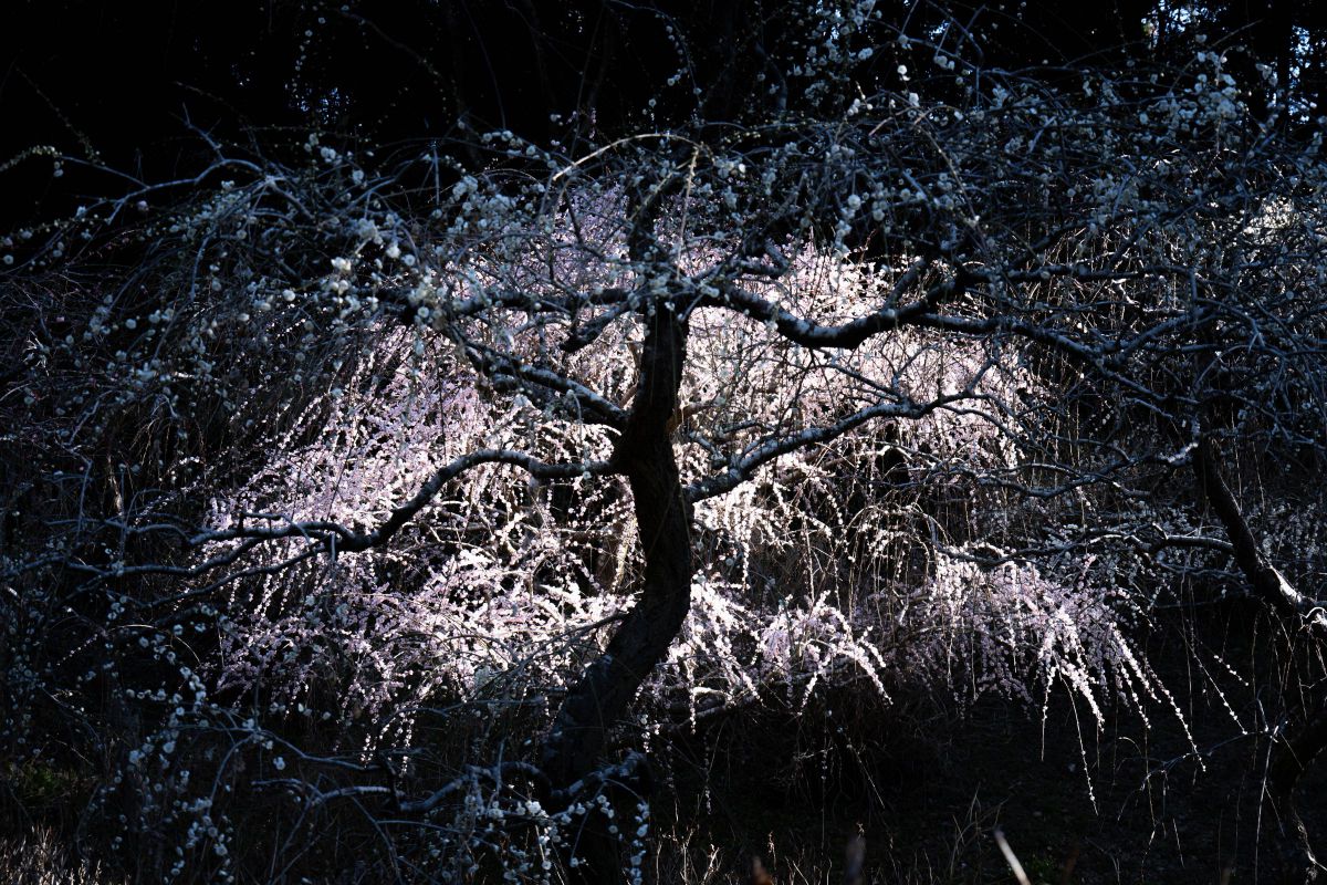 Dance Dance Dance | GANREF