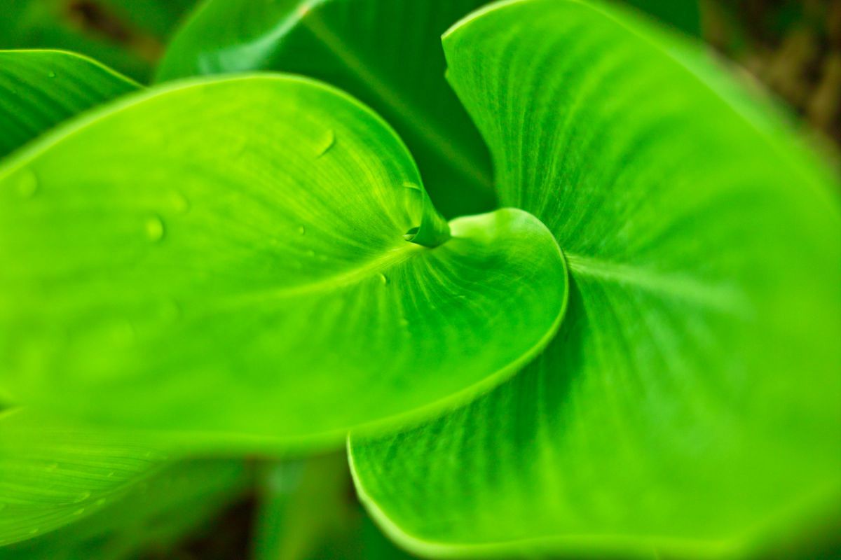 Green Green Green | GANREF