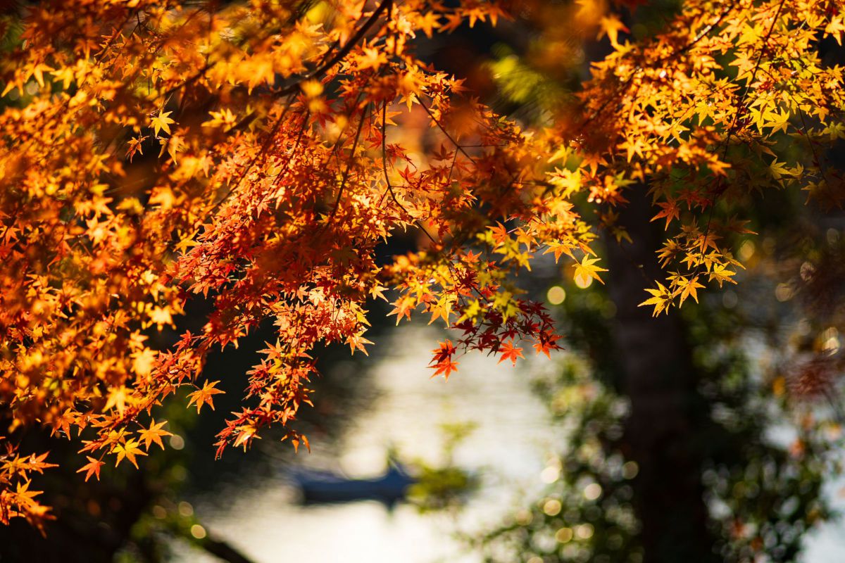 ボートはイメージの中に | GANREF