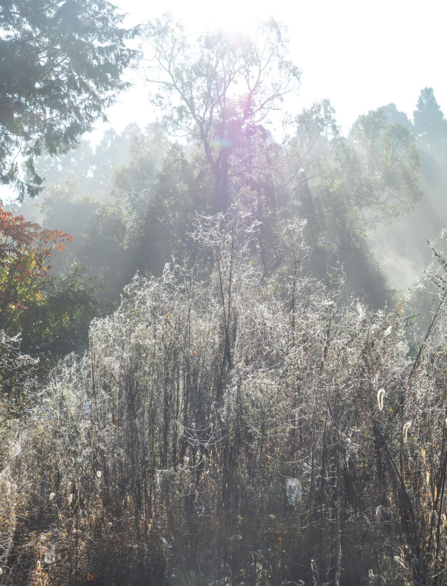 白く輝いて | GANREF