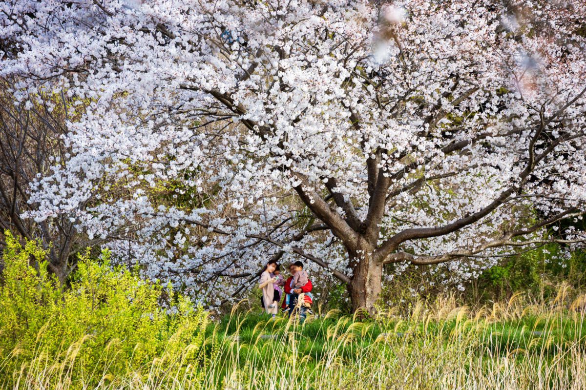 春うらら | GANREF