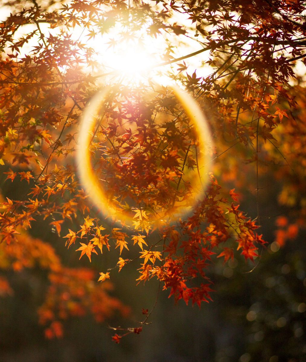 紅葉にダイヤモンド | GANREF