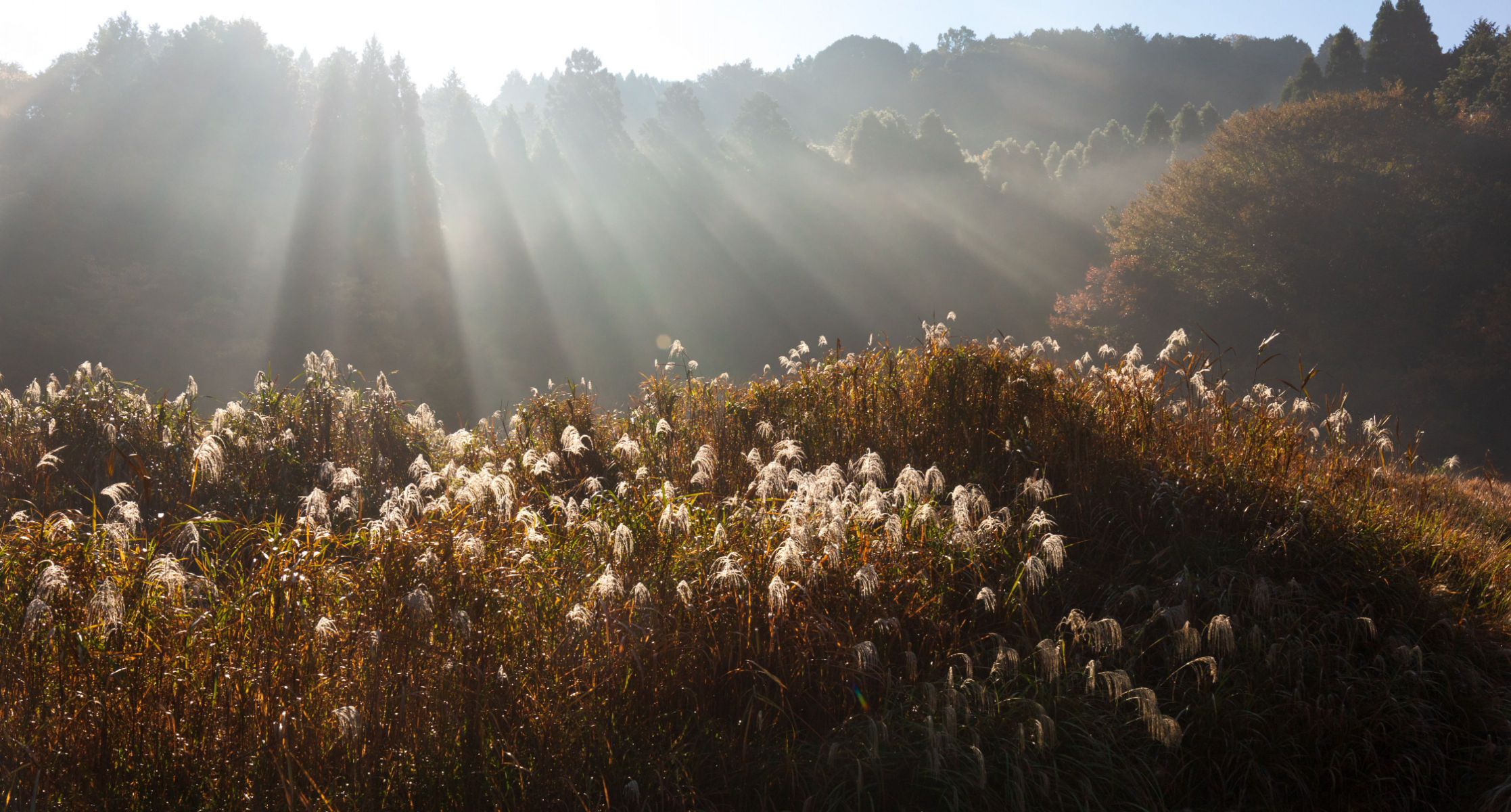 秋の光浴びて | GANREF