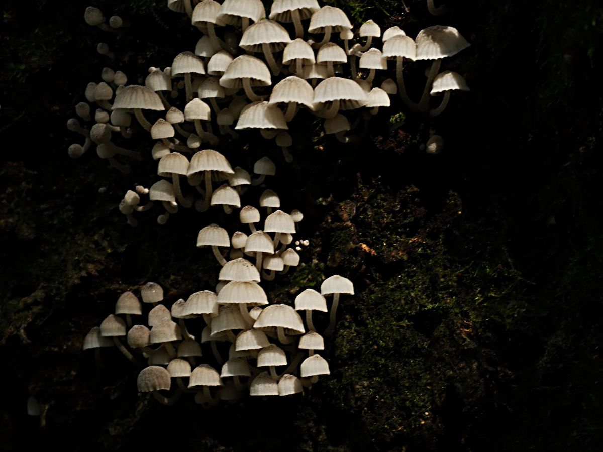 Small World | GANREF