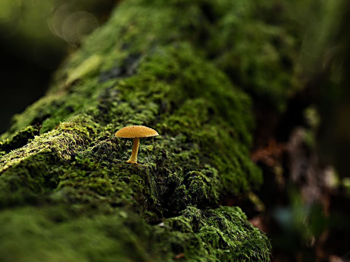 Small World | GANREF