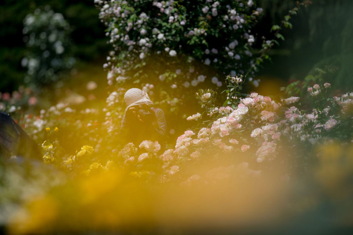 花撮り人 | GANREF