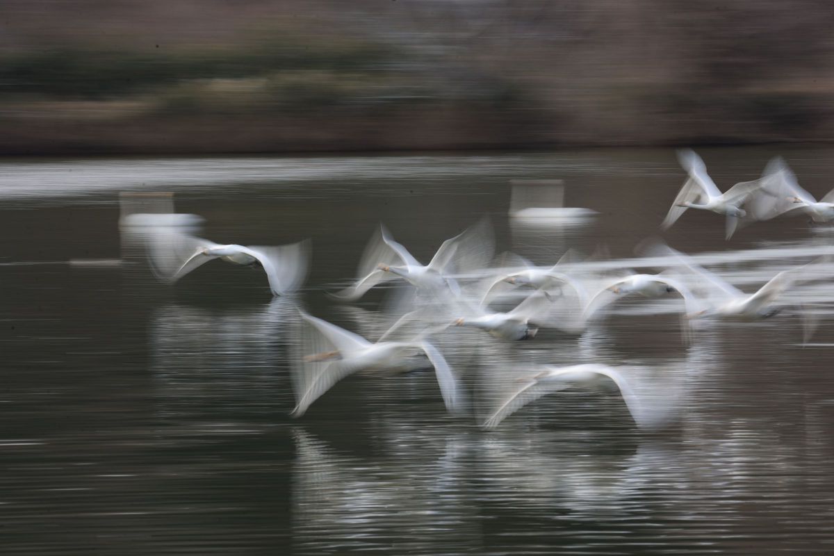 白い恋人 340 | GANREF