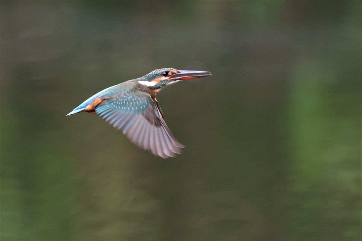 カワちゃん 529 | GANREF