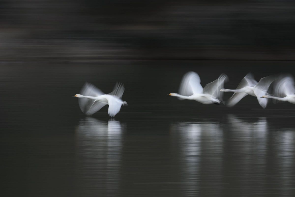 暑気払い 白い恋人 2 | GANREF