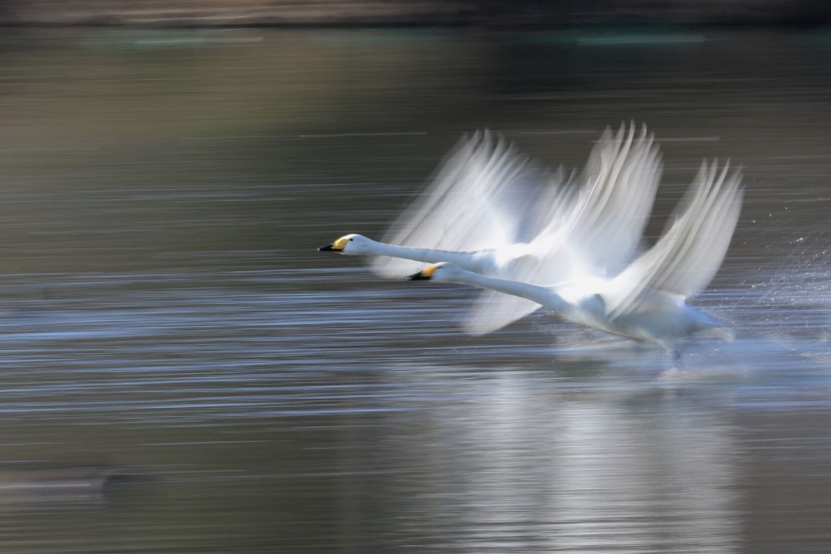 白い恋人 298 | GANREF