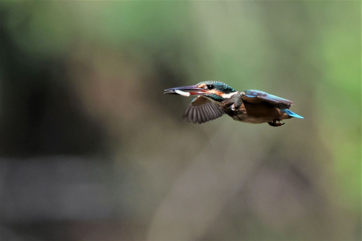 カワちゃん 634 | GANREF