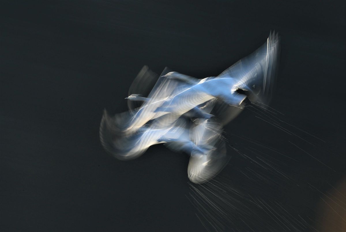 白い恋人 189 | GANREF