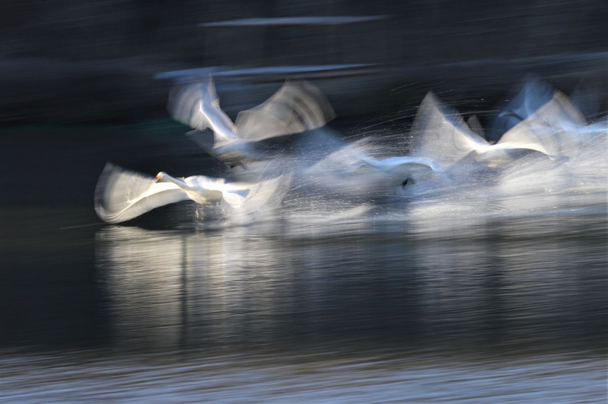 白い恋人 275 | GANREF