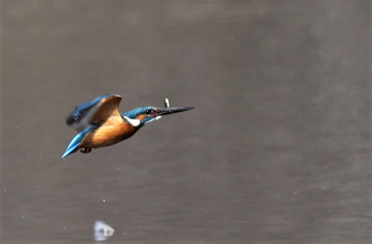 カワちゃん 290 | GANREF