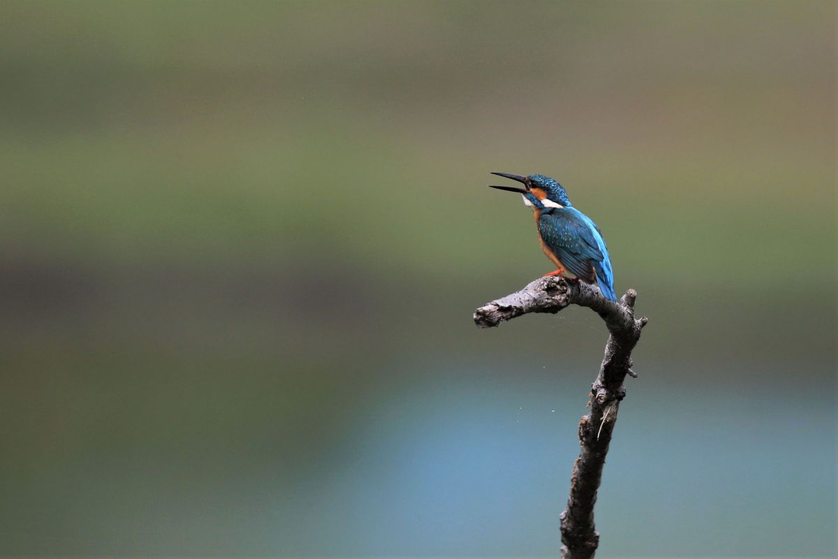 カワちゃん 337 | GANREF