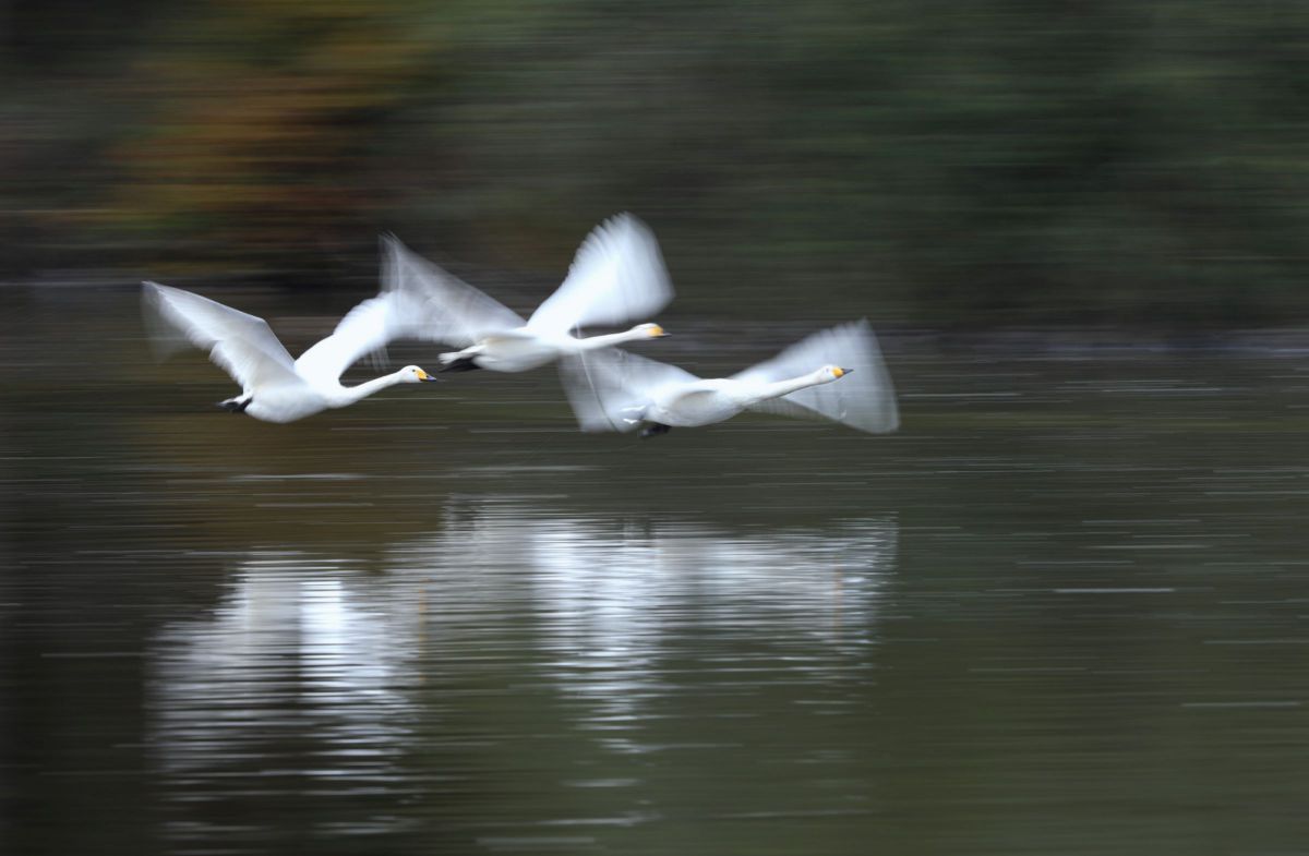 白い恋人 310 | GANREF