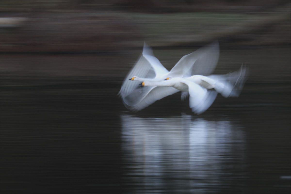 白い恋人 295 | GANREF