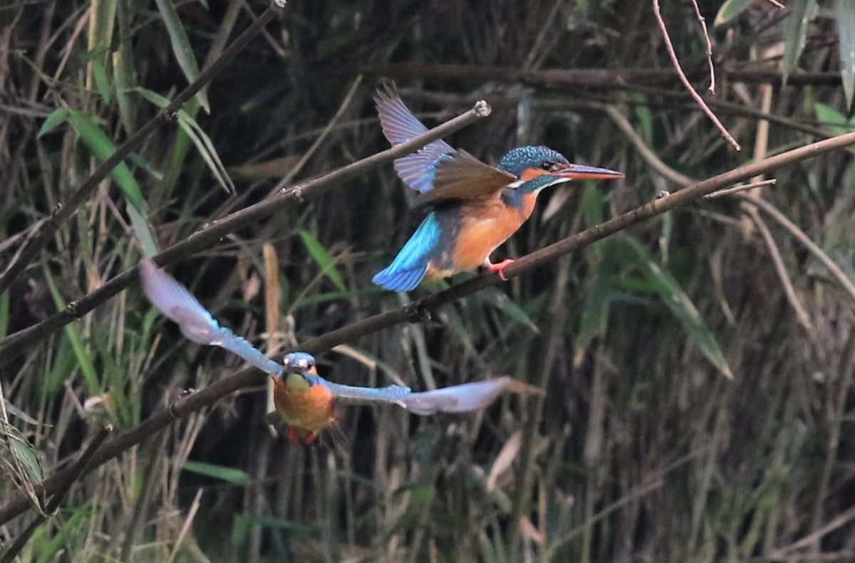 カワちゃん 275 | GANREF