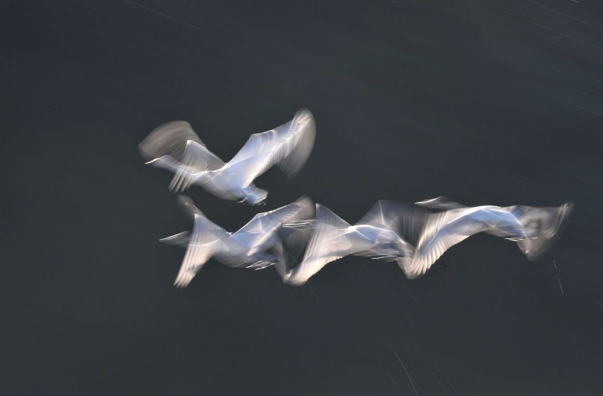 白い恋人 183 | GANREF