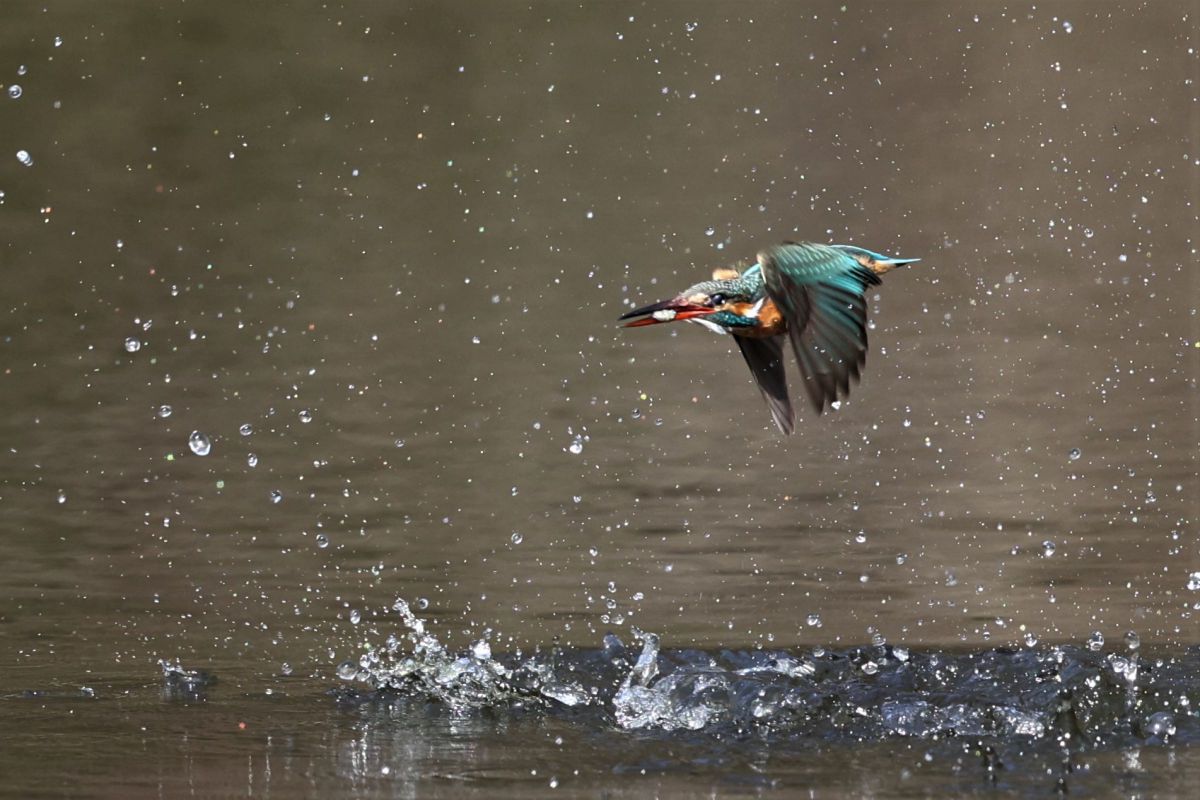 カワちゃん 299 | GANREF