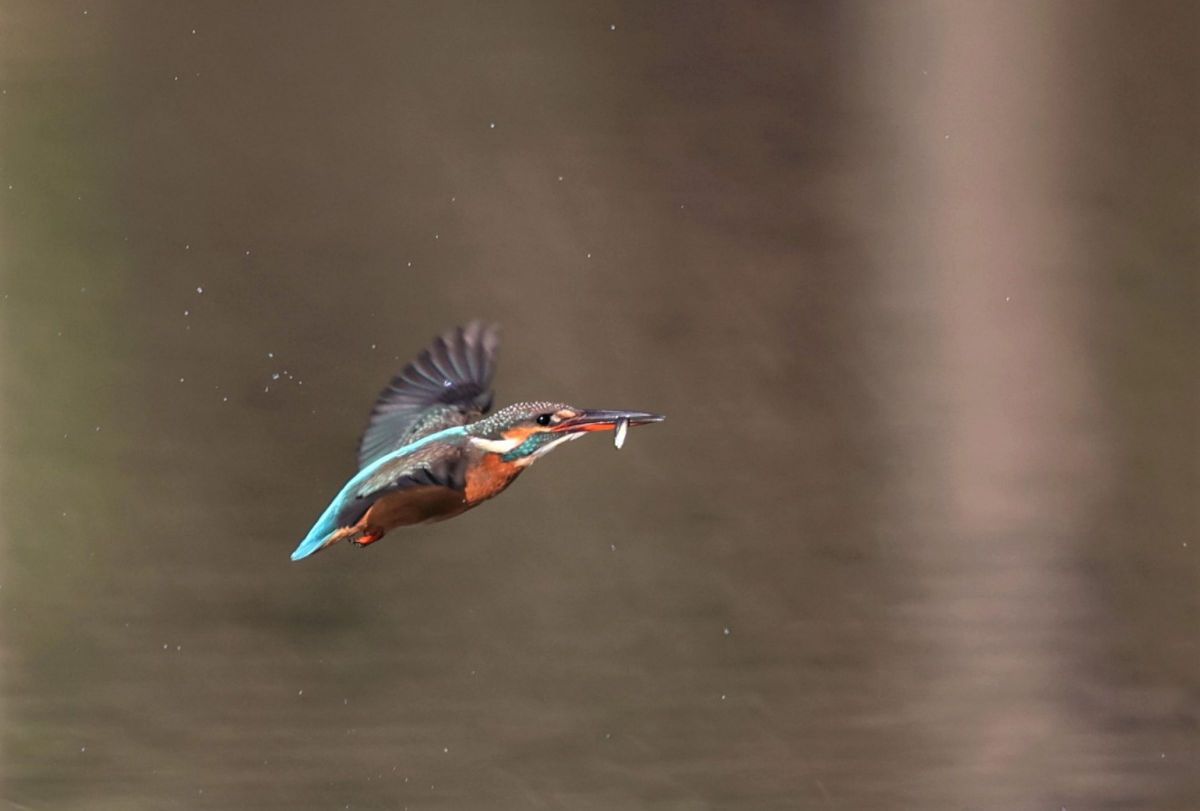 カワちゃん 286 | GANREF