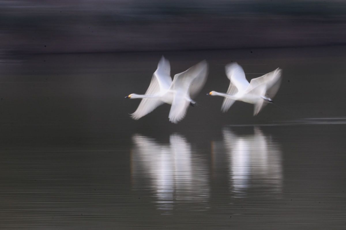 白い恋人 341 | GANREF