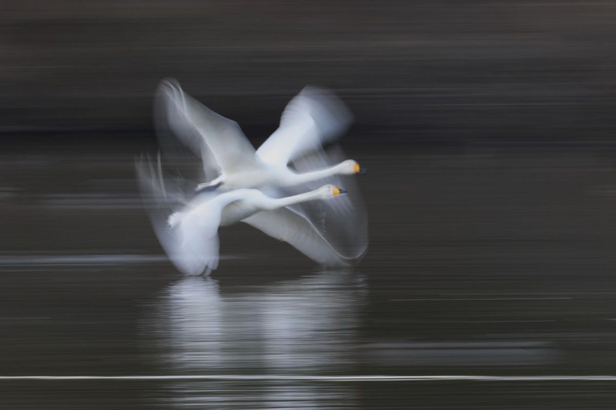 白い恋人 300 | GANREF