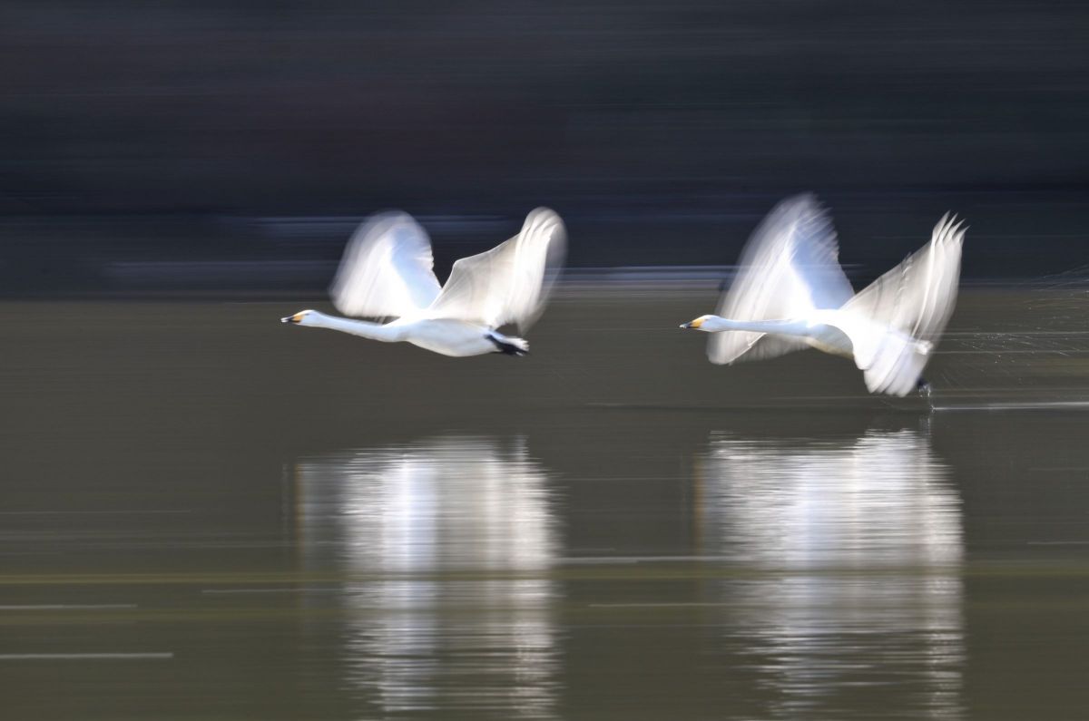 白い恋人 187 | GANREF