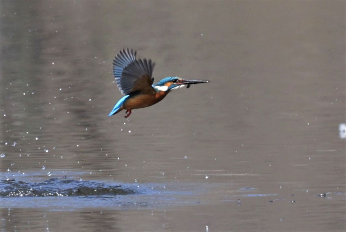 カワちゃん 289 | GANREF