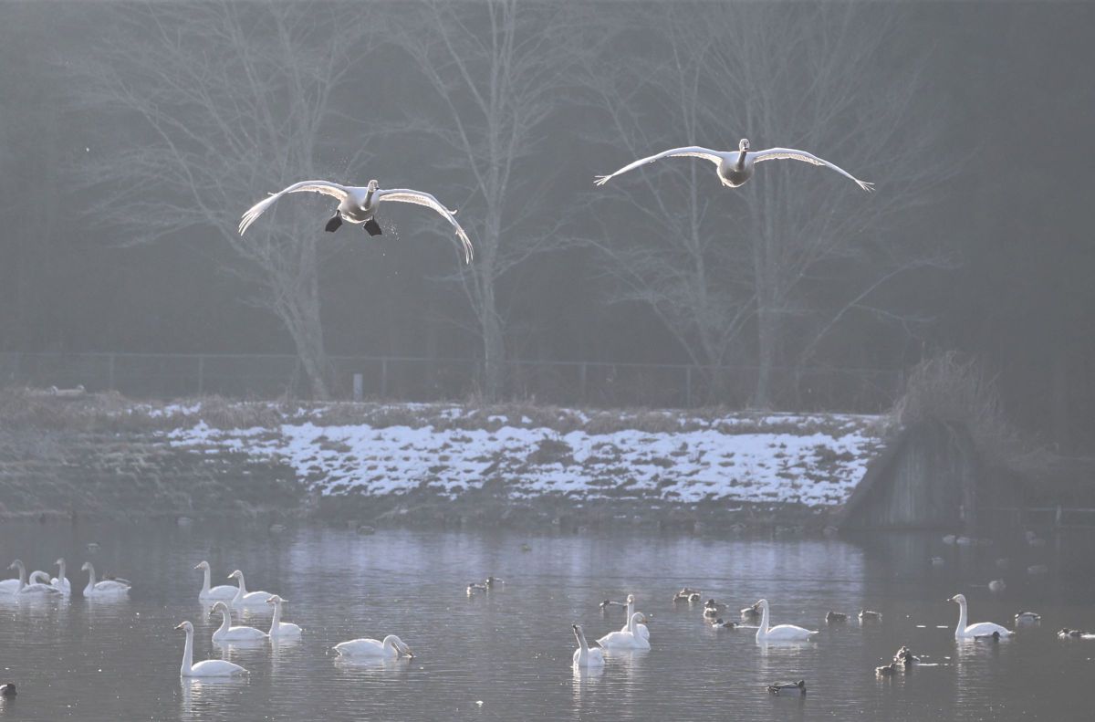 白い恋人 180 | GANREF